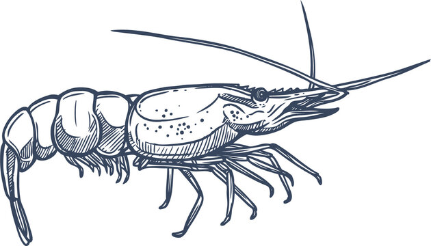 "Abstract Shrimp" Images – Browse 196 Stock Photos, Vectors, and Video ...