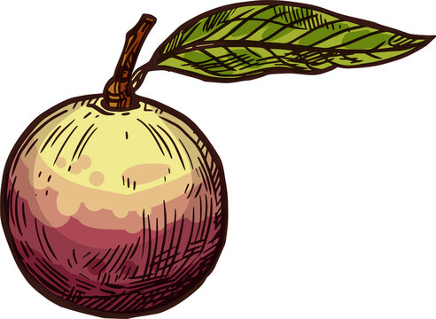 "Star Apple" Images – Browse 6,553 Stock Photos, Vectors, and Video ...