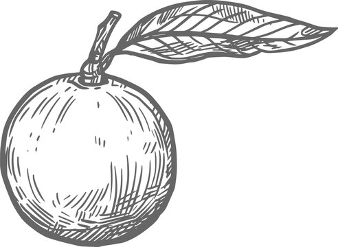 Star Apple"」の写真素材 | 5,773件の無料イラスト画像 | Adobe Stock