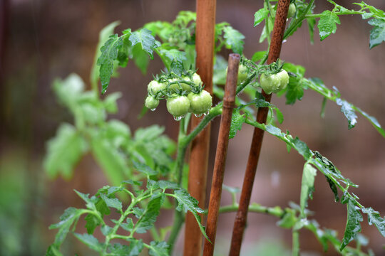 Tomatenstaude bilder – Bläddra bland 132 stockfoton, vektorer och ...