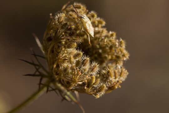 「Isoptera」の写真素材 | 1,187件の無料イラスト画像 | Adobe Stock