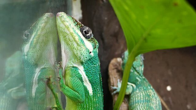 "Anolis Equestris" Images – Browse 184 Stock Photos, Vectors, and Video ...