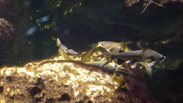 "Tete Sea Catfish" Images – Browse 17 Stock Photos, Vectors, and Video ...