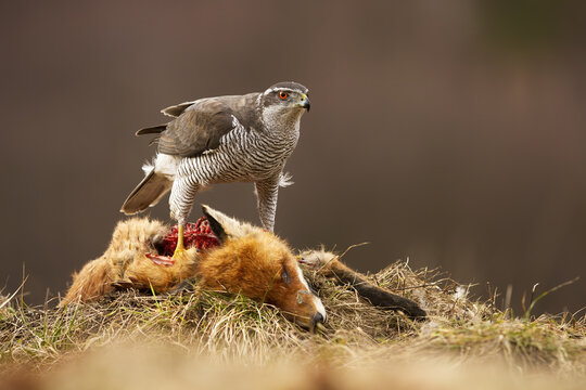 "Northern Goshawk" Images – Browse 22,089 Stock Photos, Vectors, and ...