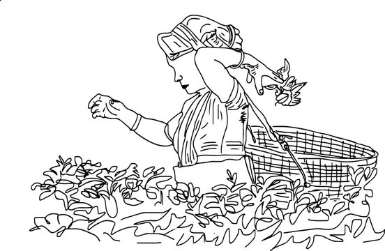 Tea-Leaf Images – Browse 187 Stock Photos, Vectors, and Video | Adobe Stock