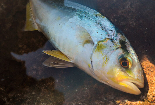 รูปภาพAmberjack – เลือกดูภาพถ่ายสต็อก เวกเตอร์ และวิดีโอ990 | Adobe Stock