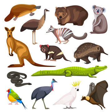 "Australian Native Animals" Images – Browse 8,646 Stock Photos, Vectors ...