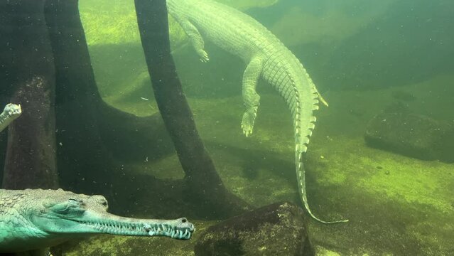 Gavials Images – Browse 3,731 Stock Photos, Vectors, and Video | Adobe ...