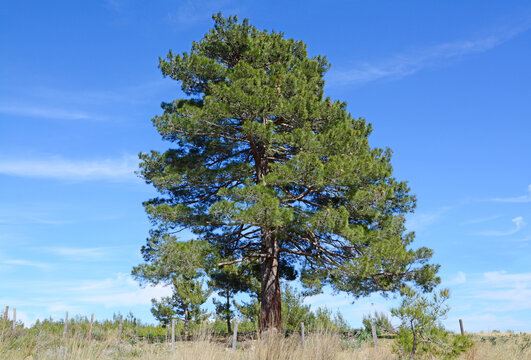 รูปภาพPinoideae – เลือกดูภาพถ่ายสต็อก เวกเตอร์ และวิดีโอ669 | Adobe Stock