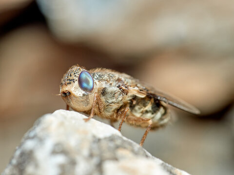 「Bot-Fly」の画像 - 558 件の Stock 写真、ベクターおよびビデオ | Adobe Stock