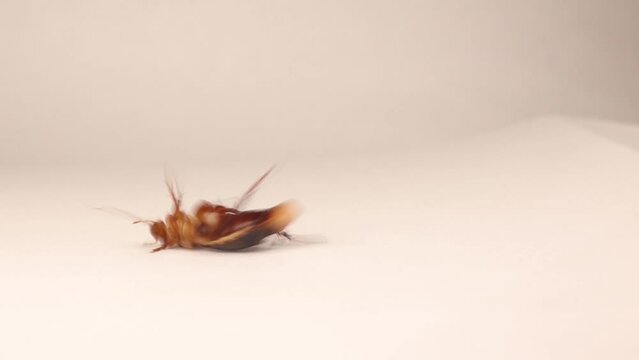 Blattellidae Images – Browse 161 Stock Photos, Vectors, and Video ...