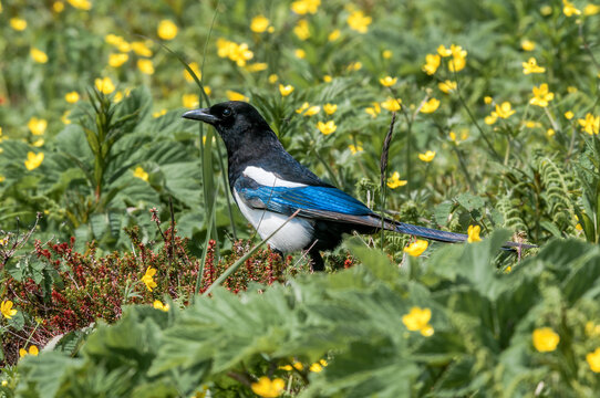 Black Billed Magpie In Alaska