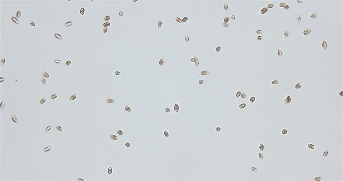 "Vegetative Reproduction" Images – Browse 1,878 Stock Photos, Vectors ...