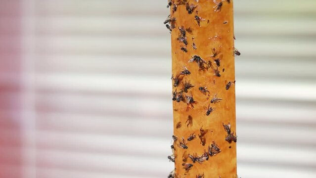 "Sticky Tapes" Images – Browse 447 Stock Photos, Vectors, and Video ...