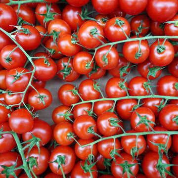 「Strauchtomate」の画像 - 1,448 件の Stock 写真、ベクターおよびビデオ | Adobe Stock