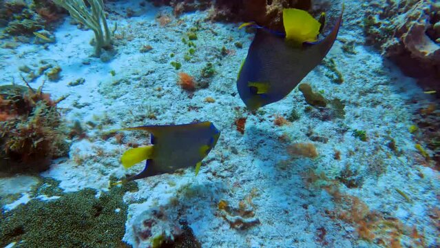 "Queen Angelfish" Images – Browse 762 Stock Photos, Vectors, and Video ...