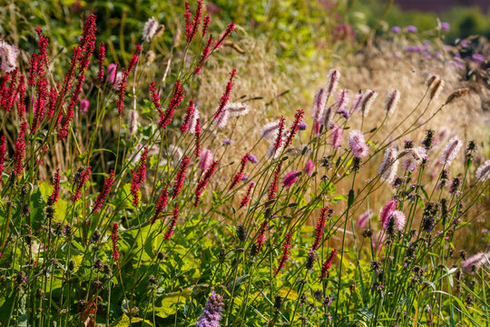 Syn bilder – Bläddra bland 4,342 stockfoton, vektorer och videor ...