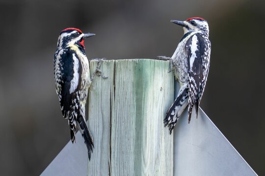 "Yellow-Bellied Sapsucker" Bilder – Durchsuchen 456 Archivfotos ...