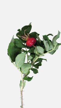 "Sweet Briar"-Bilder: Stock-Fotos & -Videos. | Adobe Stock