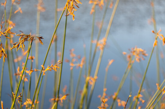 Tuling 이미지 – 찾아보기 47,631 스톡 사진, 벡터 및 비디오 | Adobe Stock