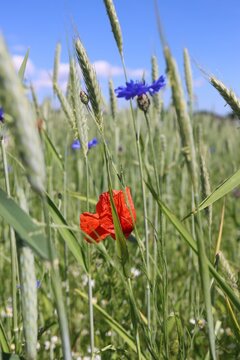 Fiower Bilder – Durchsuchen 204 Archivfotos, Vektorgrafiken und Videos ...