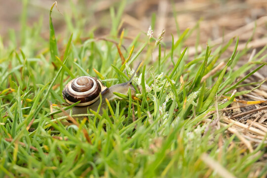 「Slimak」の写真素材 | 39件の無料イラスト画像 | Adobe Stock