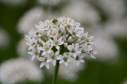Common Milkweed Images – Browse 2,408 Stock Photos, Vectors, and Video ... Common Milkweed Images – Browse 2,408 Stock Photos, Vectors, and Video ...