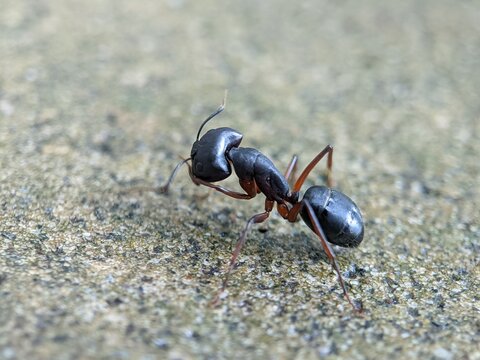 Common Black Ant