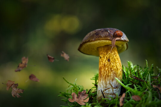 Maronenpilz Bilder – Durchsuchen 3,794 Archivfotos, Vektorgrafiken und ...