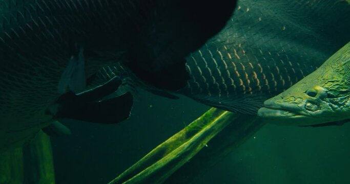 "Arapaima Gigas" Images – Browse 257 Stock Photos, Vectors, and Video ...