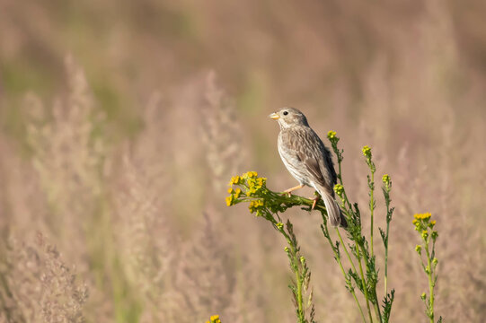 Skowronek Bilder – Durchsuchen 166 Archivfotos, Vektorgrafiken und ...