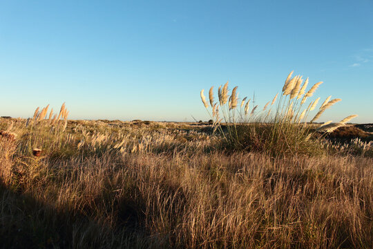 Imágenes de Pampino: descubre bancos de fotos, ilustraciones, vectores ...