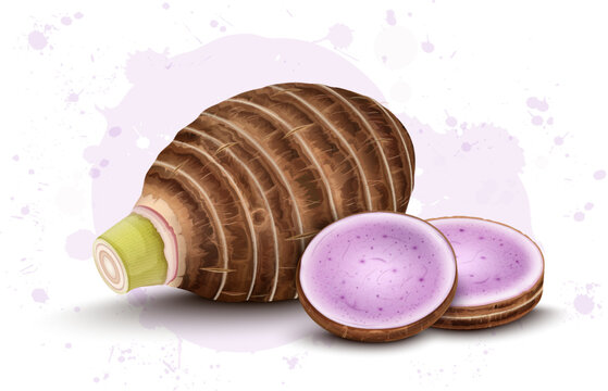 "Taro Corm" Bilder – Durchsuchen 350 Archivfotos, Vektorgrafiken und ...