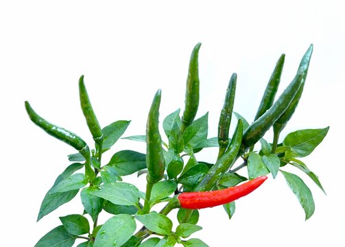 "Thai Chilli" Images – Browse 57 Stock Photos, Vectors, and Video ...