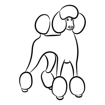 Poodle Drawing Outline