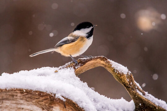 Winter Chickadee Wallpaper