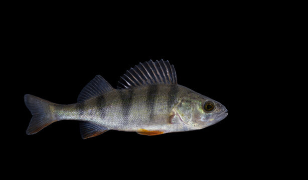 รูปภาพRedfin – เลือกดูภาพถ่ายสต็อก เวกเตอร์ และวิดีโอ727 | Adobe Stock