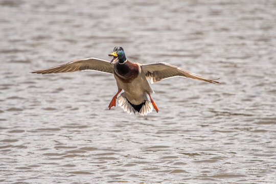 Mallard Landing