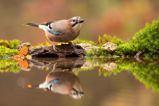 "Bending Over" Images – Browse 3,329 Stock Photos, Vectors, and Video ...