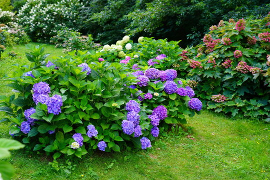 Microphyll Bilder – Durchsuchen 14,064 Archivfotos, Vektorgrafiken und ...