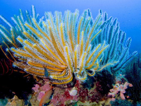 Types Of Sea Lilies