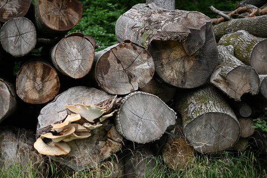 Eschen Images – Browse 331 Stock Photos, Vectors, and Video | Adobe Stock