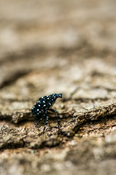 "Lantern Fly" Images – Browse 2,735 Stock Photos, Vectors, and Video ...