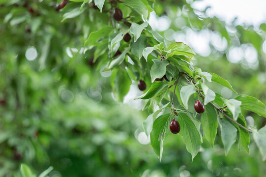 Dogberry-Tree Bilder – Durchsuchen 262 Archivfotos, Vektorgrafiken und ...