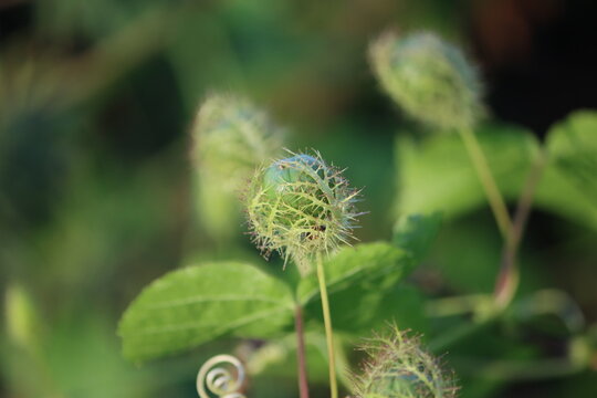 Foetida Images – Browse 1,477 Stock Photos, Vectors, and Video | Adobe ...