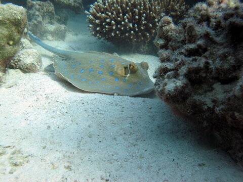 รูปภาพTaeniura – เลือกดูภาพถ่ายสต็อก เวกเตอร์ และวิดีโอ1,661 | Adobe Stock