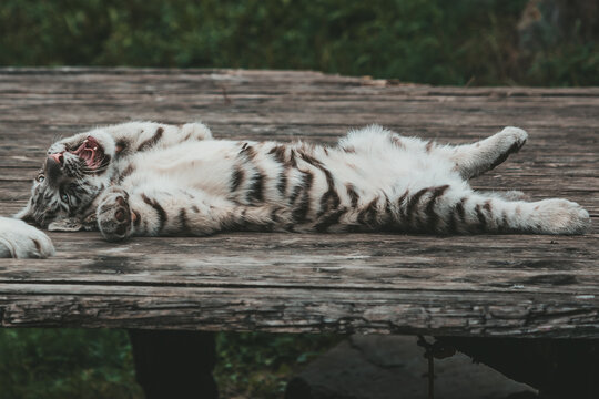 Holzplattform Images – Browse 61 Stock Photos, Vectors, and Video ...