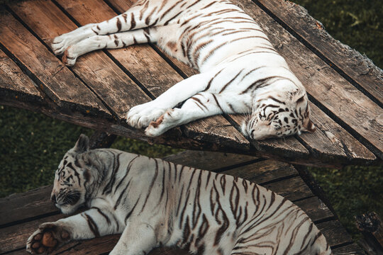 Holzplattform Images – Browse 61 Stock Photos, Vectors, and Video ...