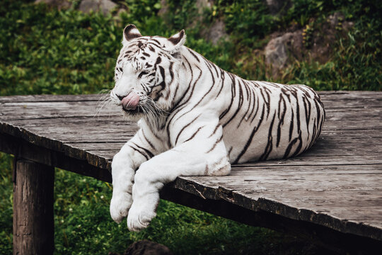 Holzplattform Images – Browse 61 Stock Photos, Vectors, and Video ...