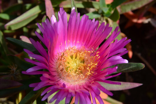 Sally-My-Handsome Images – Browse 305 Stock Photos, Vectors, and Video ...